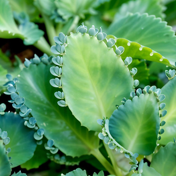 Life Plant ( Leaves of Life ) – M M Nurseries