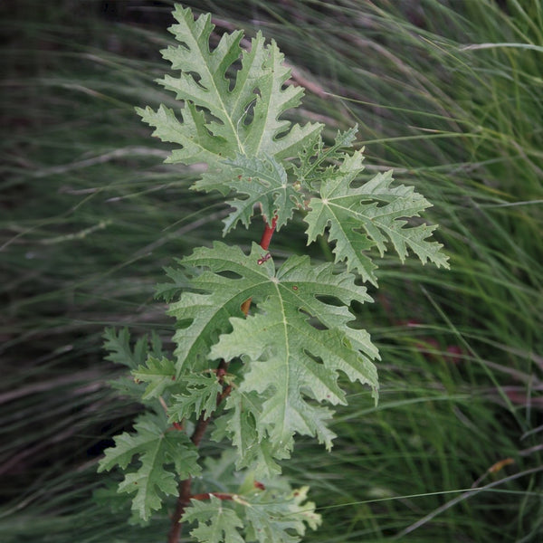 Silver Lyre Fig Tree - Unrooted Cuttings – M M Nurseries