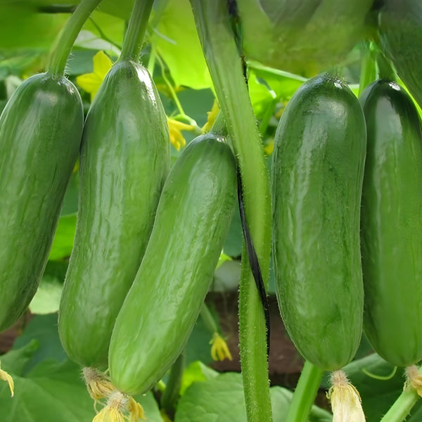Baby Cucumber ( Pre-Order for June 2026 ) – M M Nurseries