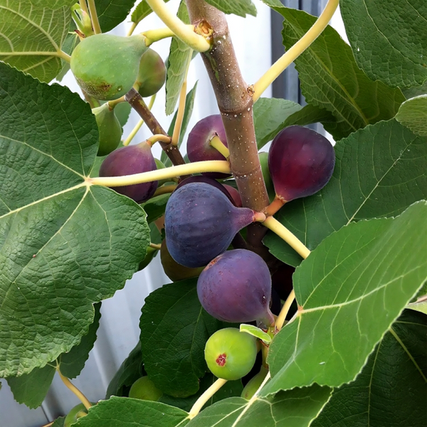 Chicago Hardy Fig Plant ( Pre-Order for May 2026 ) – M M Nurseries