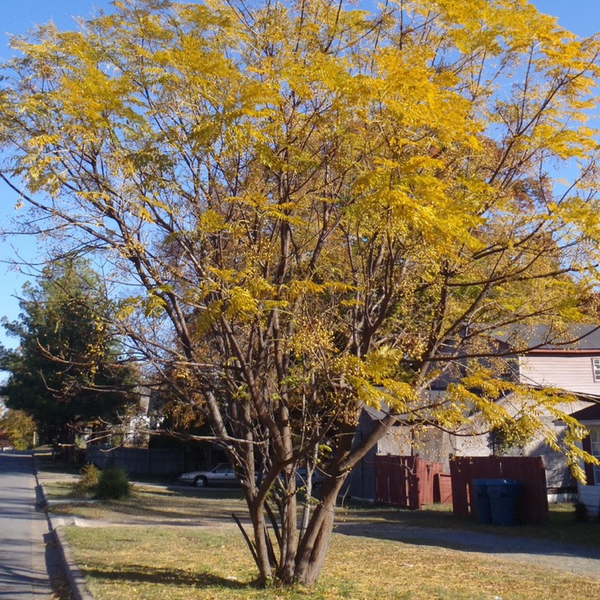 Chinaberry Plant ( Pre-Order for May 2026 ) – M M Nurseries